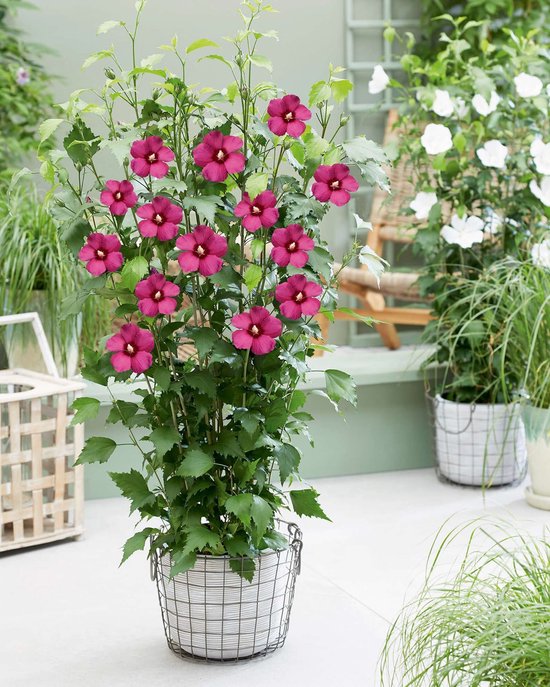Hibiscus ‘Flower Tower Ruby’ Rode zuilvorm Hibiscus 60-80 cm hoog | bol