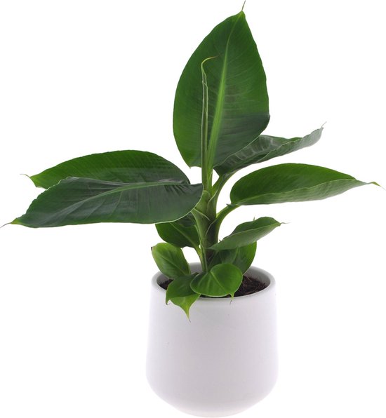 Intenz | Bananenplant | 30cm | keramieken pot 12cm | Jungle | bol