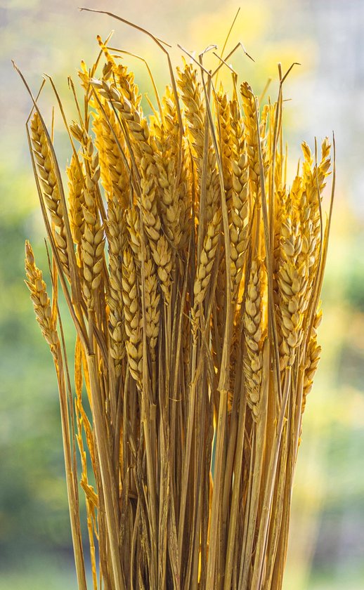 Droogbloemen - Tarwe - Triticum Aestivum - Geel | 70cm | 100g | Perfect ...