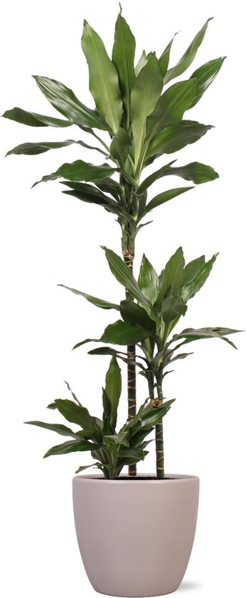 Groene plant – Drakenboom (Dracaena Janet Lind) met bloempot – Hoogte ...