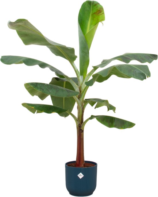 Bananenplant – Bananen plant (Musa) met bloempot – Hoogte: 120 cm – van ...