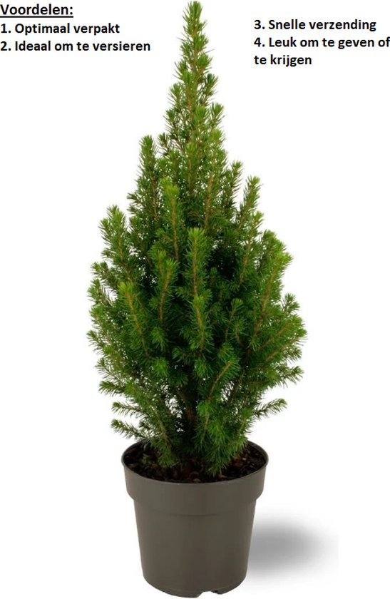 Picea Conica - Mini Kerstboom - 70 cm - Kleine kerstboom in pot | bol