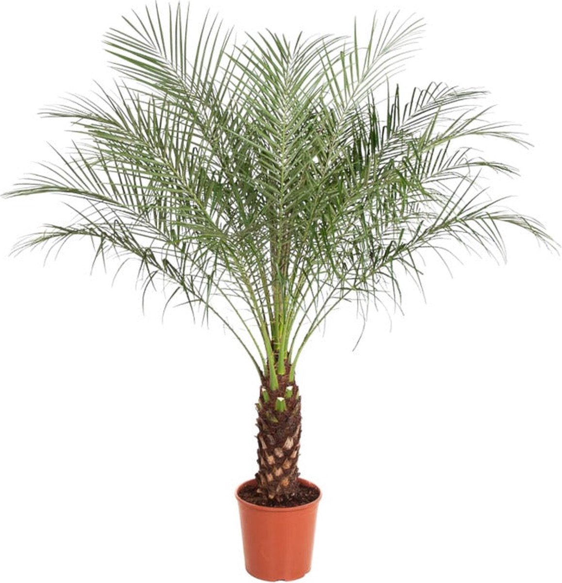 Palmier dattier nain Phoenix Roebelenii hauteur 150 cm dimension du pot ...