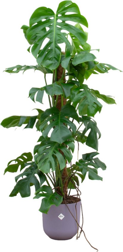 Monstera Pertusum XL Inc. Elho Lila Ø26 - 120 Cm | bol.