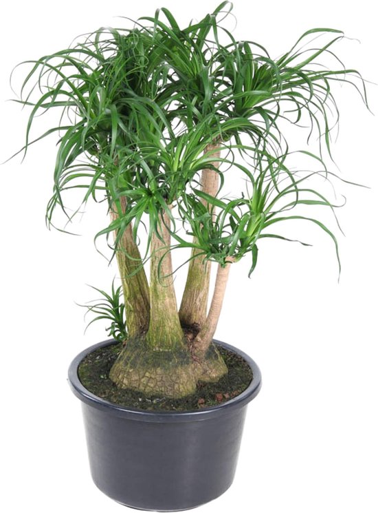 Olifantspoot – Olifantenpoot (Beaucarnea) – Hoogte: 110 cm – van ...
