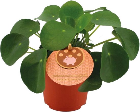 Groene plant – Pannenkoekenplant (Pilea Peperomioides) – Hoogte: 15 cm ...