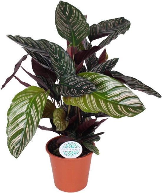 Calathea – Marantaceae (Calathea Ornata) – Hoogte: 50 cm – van ...