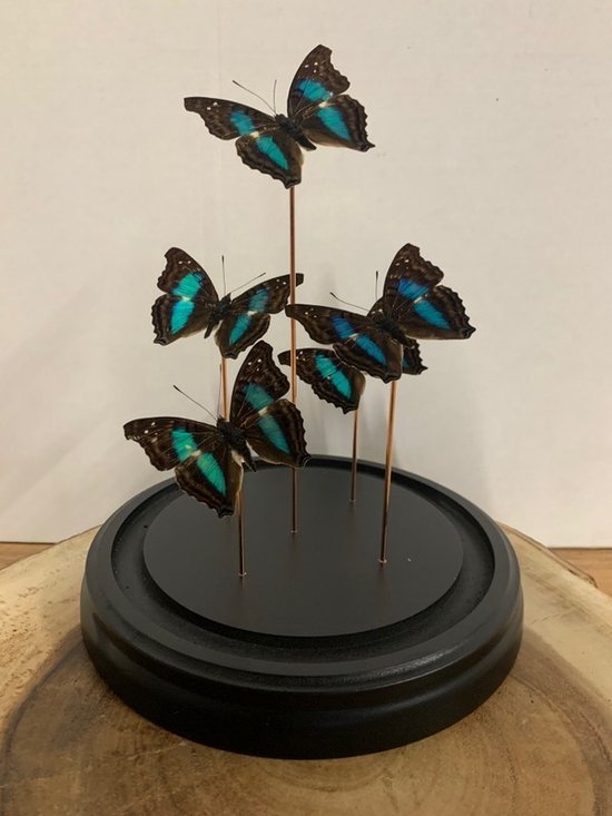 Stolp met Moduza lymire (4) | bol