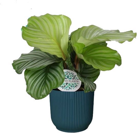 Calathea orbifolia in ELHO ® Vibes Fold Rond (diepblauw) - Forever ...
