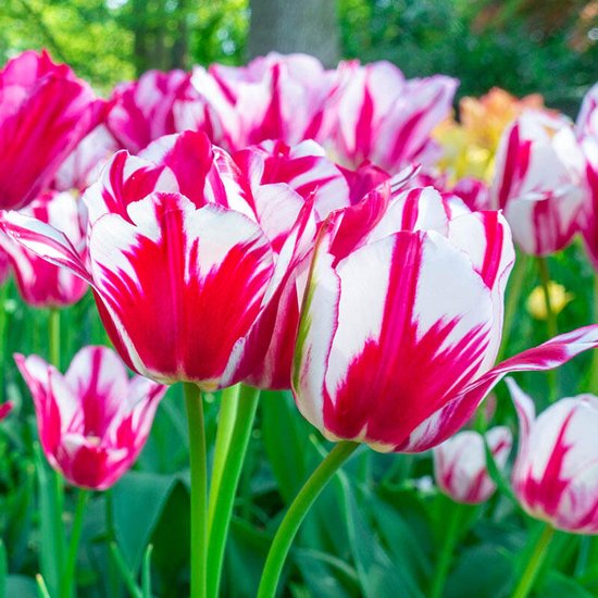 40 Tulp Flaming Club | bol.com