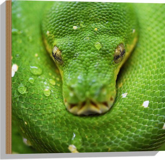 WallClassics - Hout - Fel groene Slang - 50x50 cm - 12 mm dik - Foto op ...