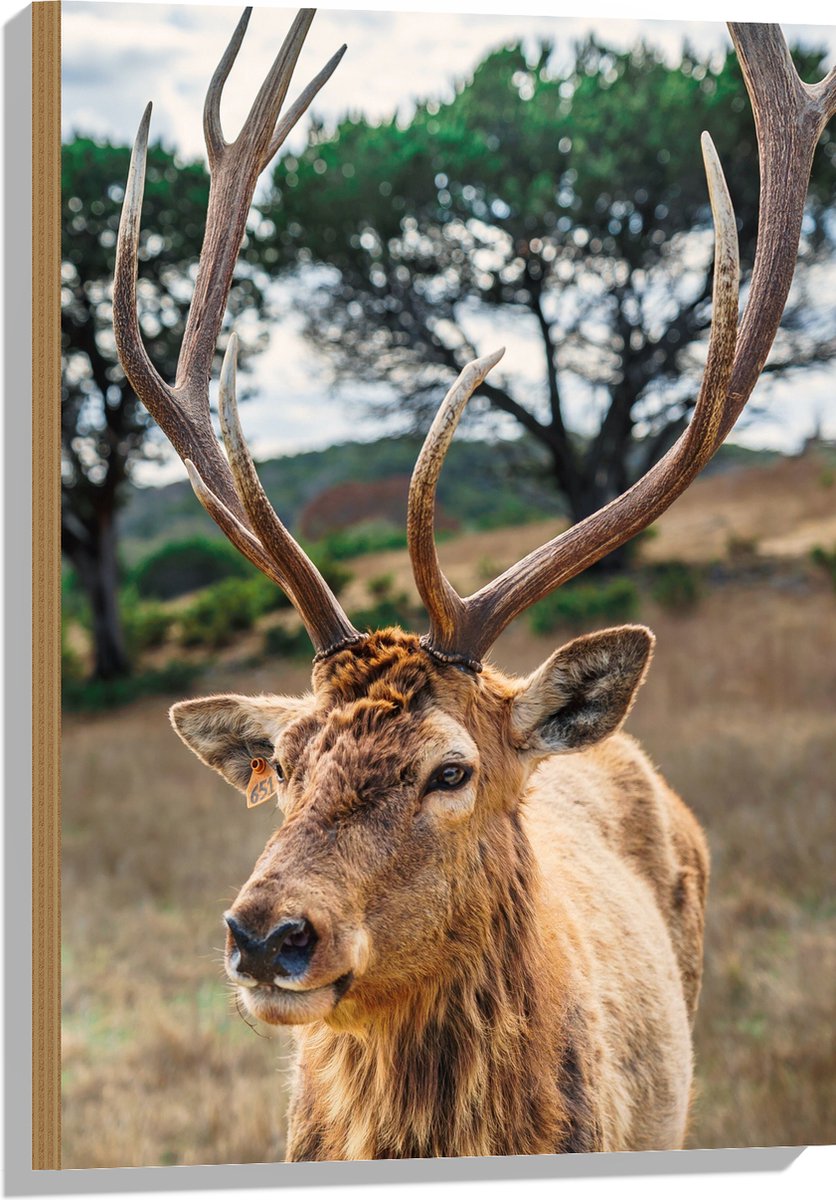 WallClassics - Hout - Hert met Groot Gewei - 50x75 cm - 12 mm dik ...