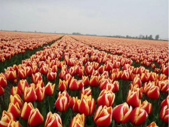 Bloembollen Jan Seignette - 25 stuks Tulpen / Flowers / Bloemen ...