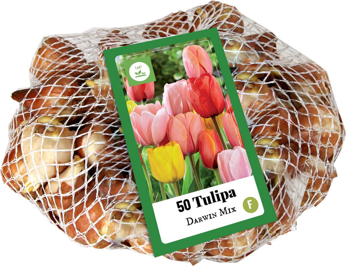 Jub Holland Bloembollen Tulpen Darwin Hybrid Mix - 50 Stuks - Hoge ...