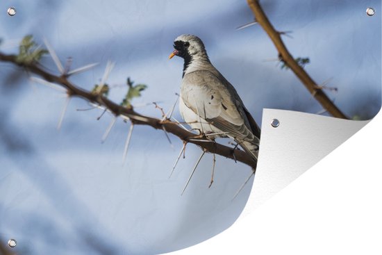 Pigeon masqué dans le parc national de Zakouma affiche de jardin toile ...