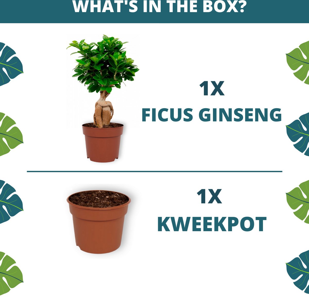 WLplants - Ficus Ginseng - Bonsai – Kamerplant – Bonsai boompje - ± ...