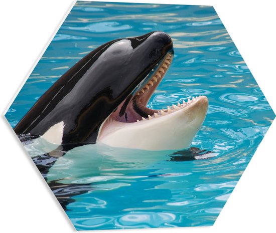 WallClassics - PVC Schuimplaat Hexagon - Orca in het Zwembad - 50x43.5 ...
