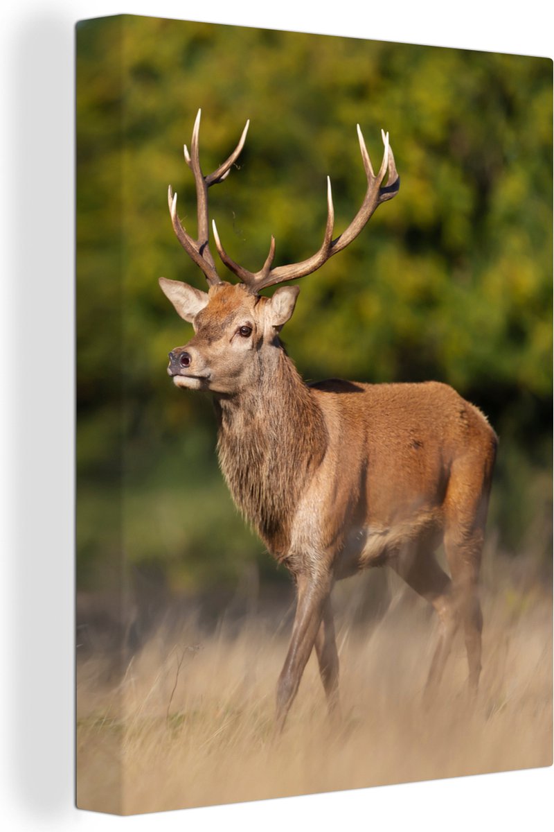 Canvas schilderij - Hert - Natuur - Heide - Dieren - Landschap ...