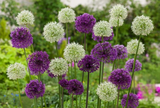 Allium Bloembollen Set – Bollenmix – Set van 80 | bol.com