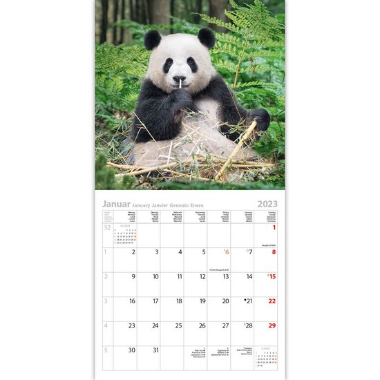 Kalender - 2023 - Panda's - 30x30cm | bol.com