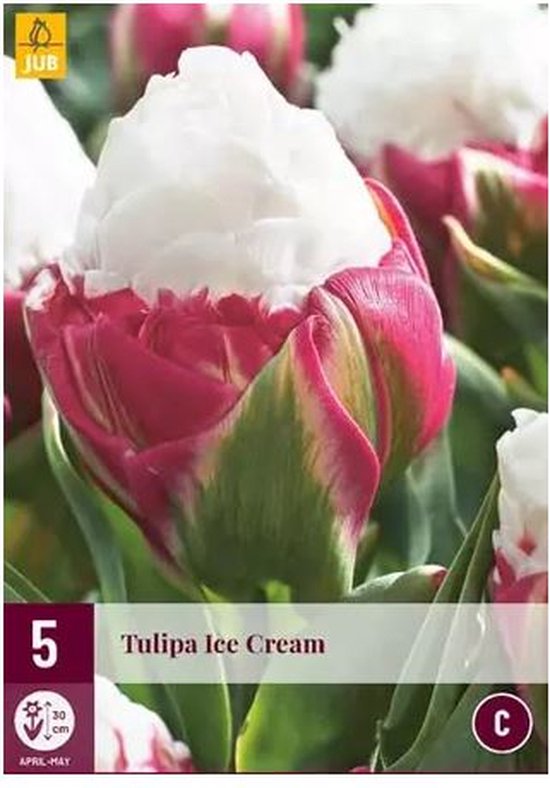 X 5 Tulipa Ice Cream | bol.com