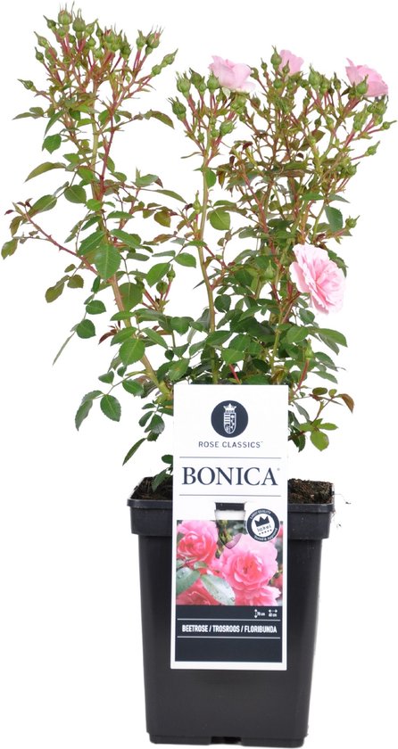 Trosroos Bonica - Rosa Bonica® | bol