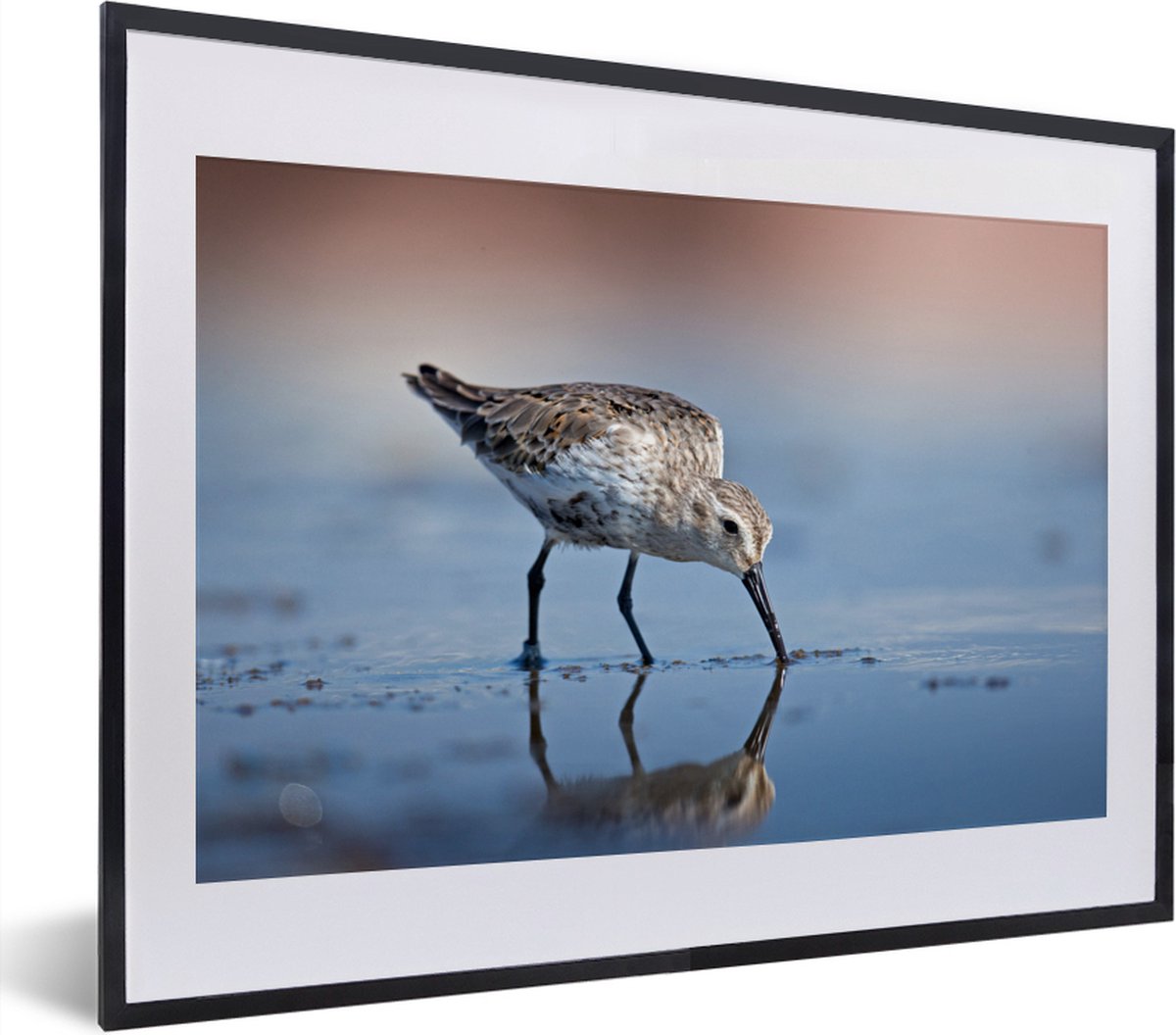 Fotolijst incl. Poster - Een bonte strandloper met de snavel in het ...