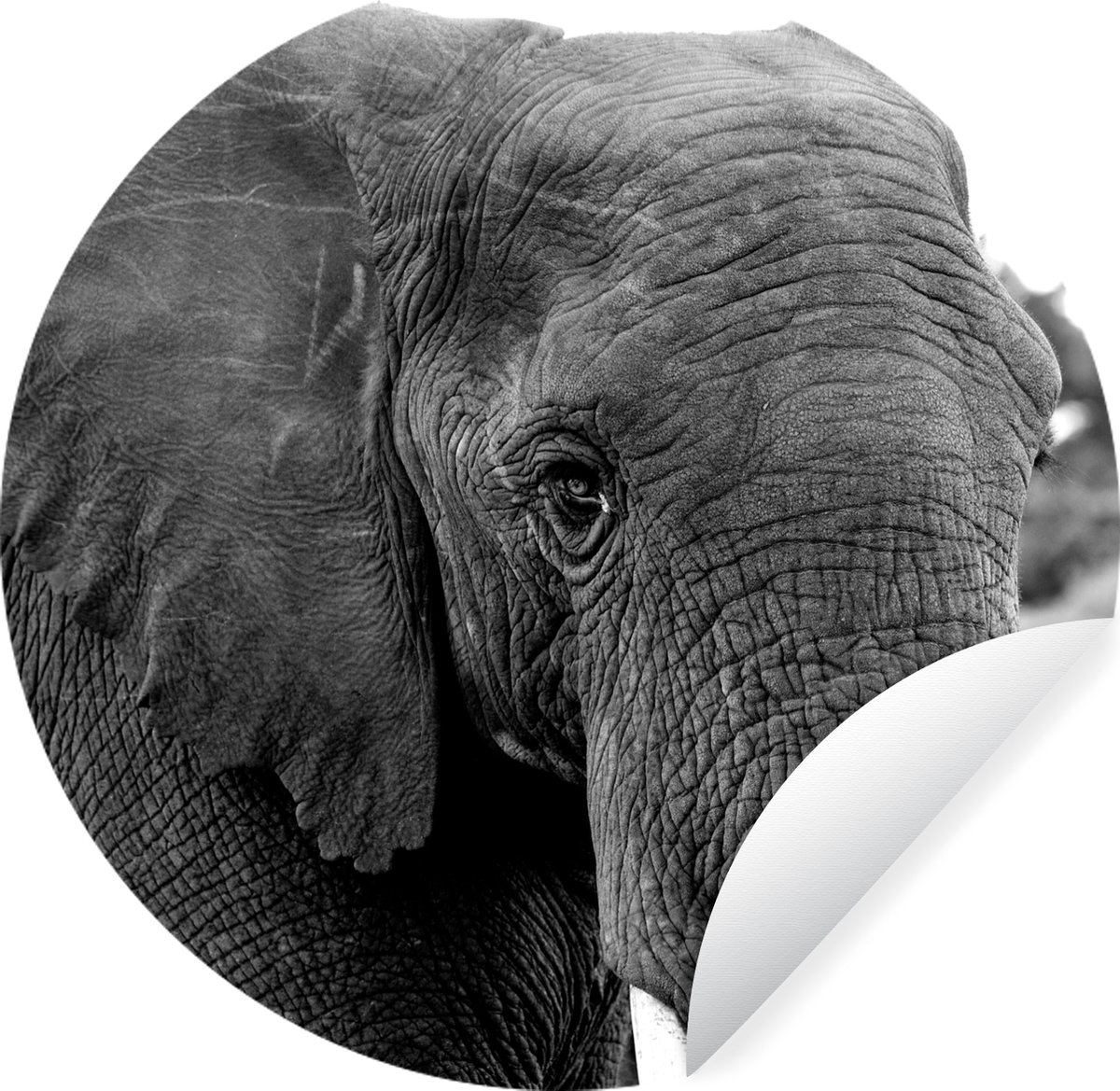 WallCircle - Muurstickers - Behangcirkel - Olifant - Dieren - Zwart - Wit - Natuur -... | bol