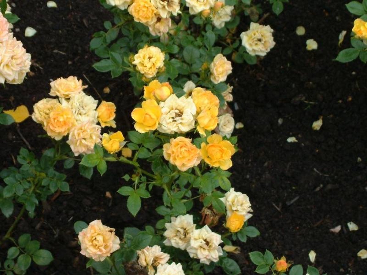 Yellow Fairy | Struikroos | Geel | Doorbloeiend | Voor tuin of in een ...