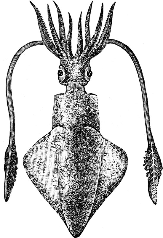 Verwisselbare print voor Fotokoffer - Een vintage tekening van een ...