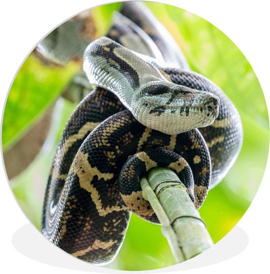 WallCircle - Wandcirkel ⌀ 140 - Anaconda - Boom - Slang - Ronde ...