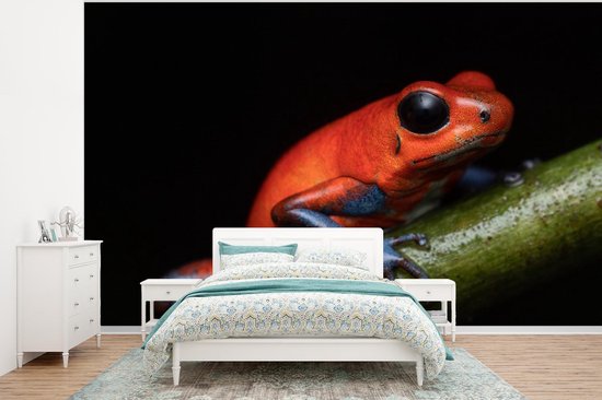 Behang - Fotobehang Kikker - Rood - Tak - Breedte 400 cm x hoogte 300 ...
