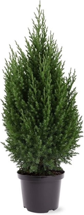 Juniperus chinensis 'Stricta' - Chinese Jeneverbes - 50-60 cm - Pot 5 ...