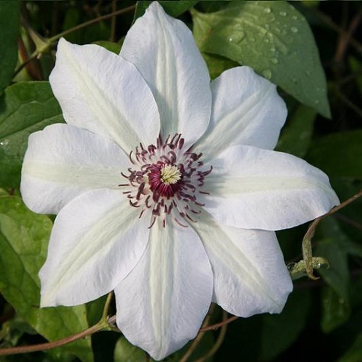 4 x Roze-Witte Clematis kleurencombinatie (1 groenblijvende) - Clematis ... 4 x Roze-Witte Clematis kleurencombinatie (1 groenblijvende) - Clematis ...