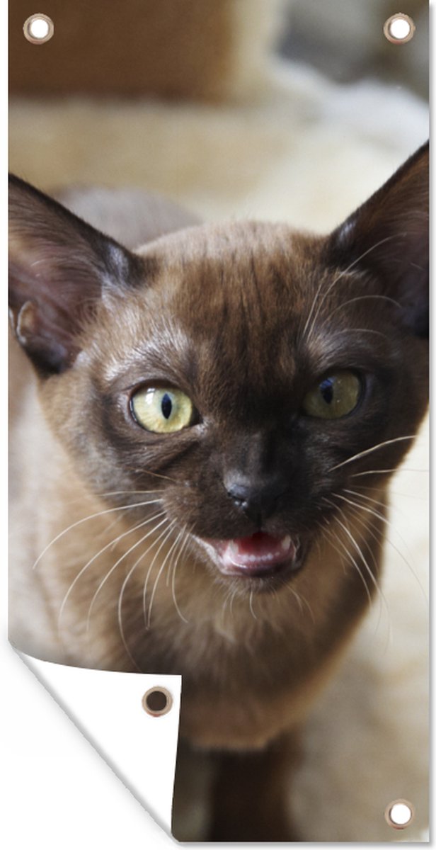 Schuttingposter Schattige kleine Burmees kat in de mand - 100x200 cm ...