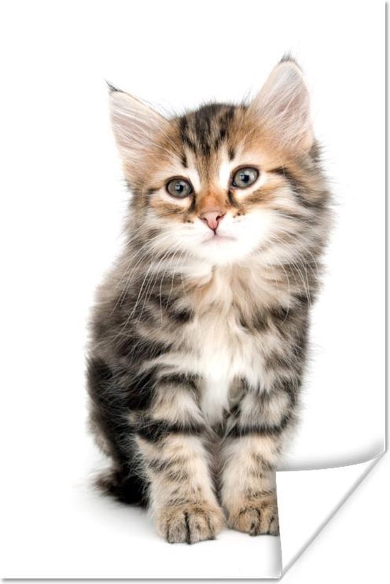 Poster Kitten - Wit - Neus - Meisjes - Kinderen - Jongens - Kids ...