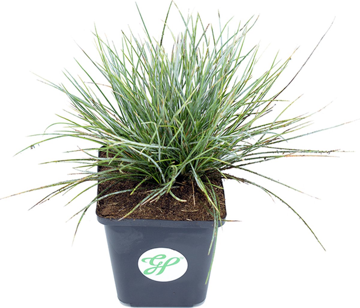 25 x Festuca glauca Elijah Blue - Fétuque ou herbe à moutons en pot ...