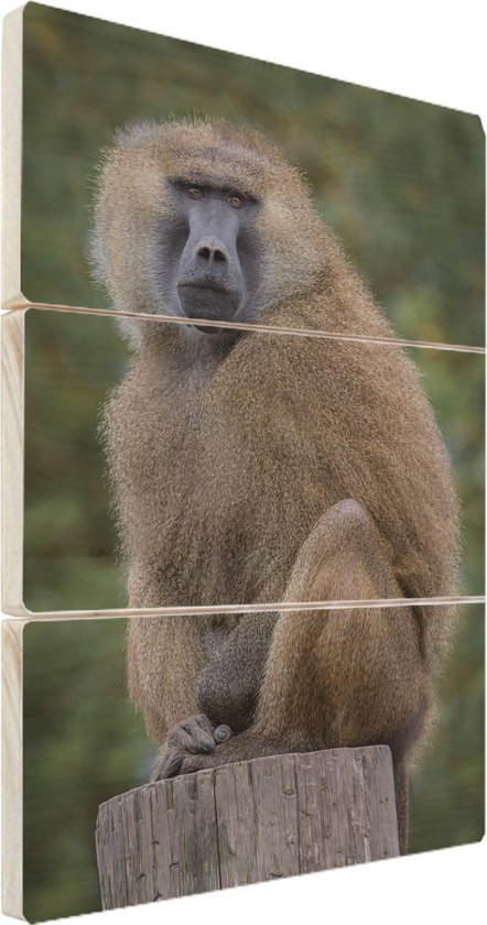 Wanddecoratie hout - Baviaan - Boom - Hout - 60x90 cm | bol.com