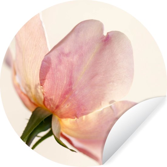 WallCircle - Muurstickers - Behangcirkel - Een nog jonge en gevoelige roze roos met... | bol.com