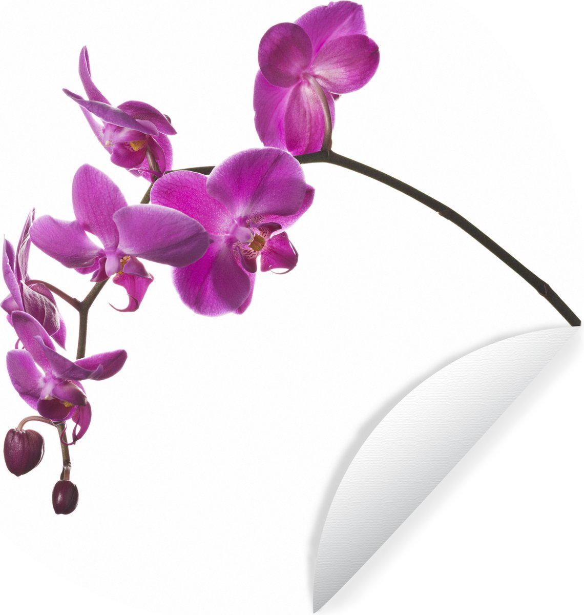 WallCircle - Muurstickers - Behangcirkel - Orchidee tegen witte achtergrond - 30x30 cm... | bol.com
