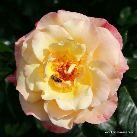 1x Rosa ' Moonlight- KORDES - Rosier grimpant Kordes - Plant-o-fix C2 | bol