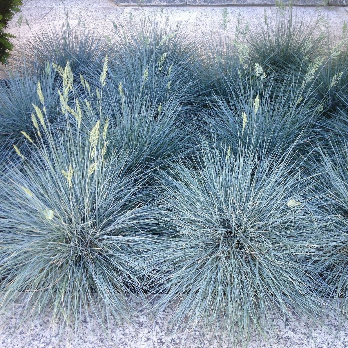 Festuca glauca 'Elijah Blue' - Blauw schapengras - Planthoogte: 20 cm ...
