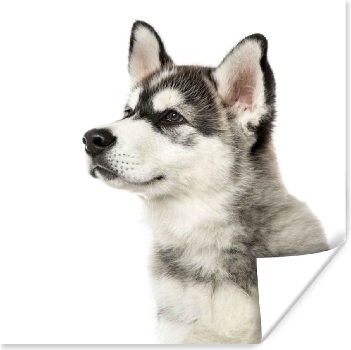 Différents types de papier poster chien 100x100 cm - Tirage photo sur ...