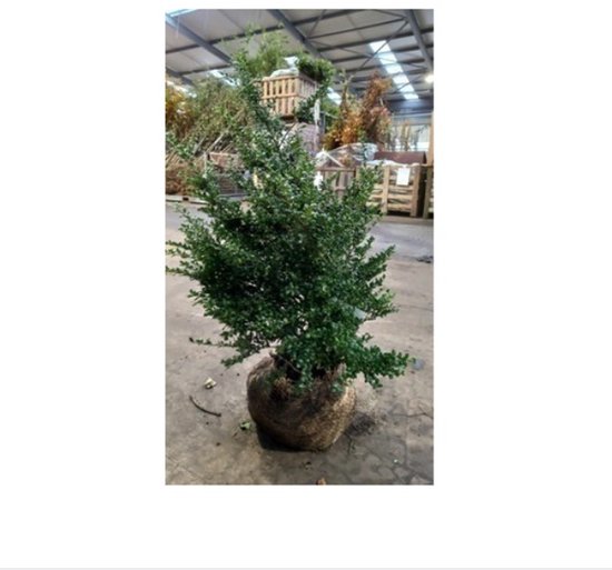 5 x Ilex cren. 'Convexa' - Japanse Hulst , Japanse Haaghulst , Chinese ...