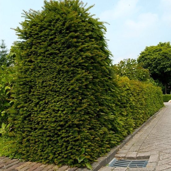 Plants Online - Haagplanten - Coniferen - Set van 1 - Taxus baccata 125 ...