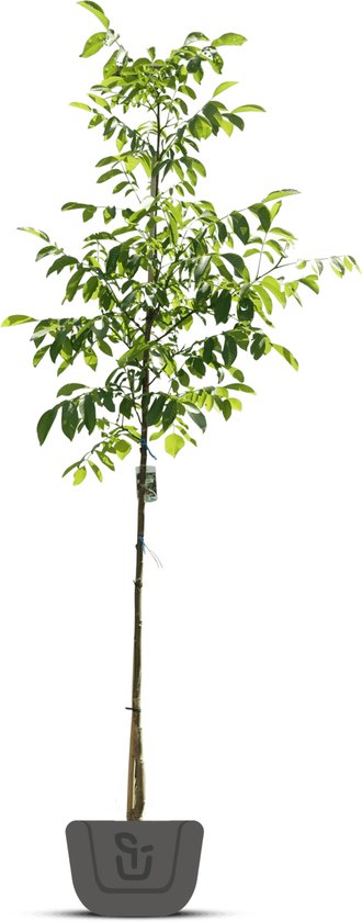 Walnoot | Juglans regia Broadview | Stamomtrek: 12-14 cm | bol