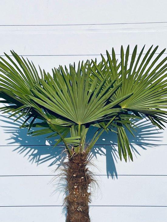 Sunnytree - Palmboom - Trachycarpus fortunei - Winterharde Palmboom ...
