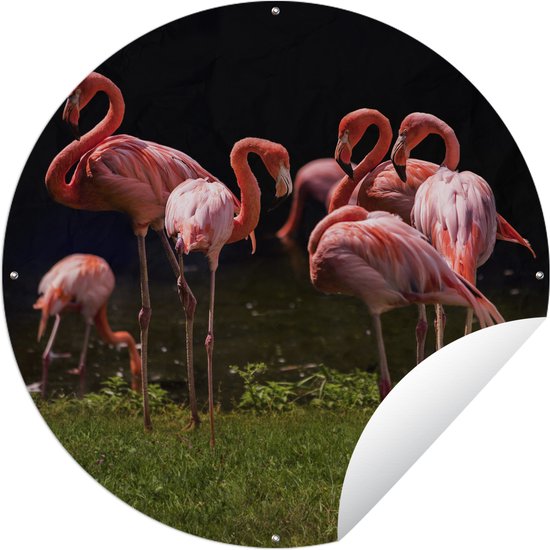 Affiche de jardin ronde Flamant rouge - Un groupe de flamants rouges en ...