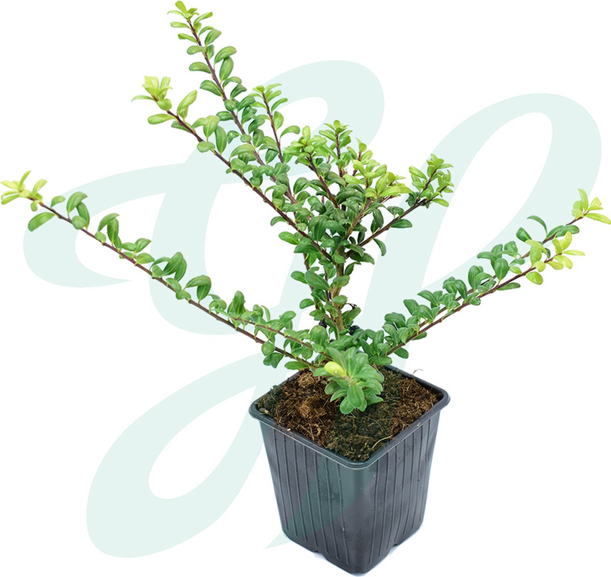 12 x Ilex Crenata 'Convexa' - Chinese Hulst in 9x9cm pot met hoogte 5 ...