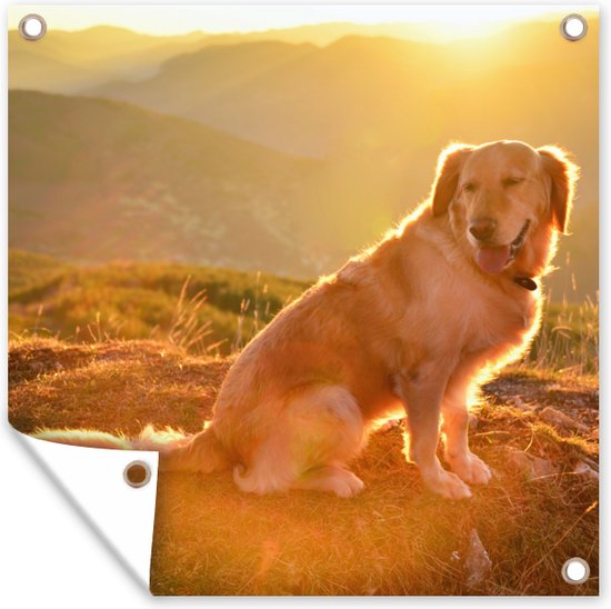 Tuin poster Zonnestralen schijnen over een Golden Retriever - 200x200 ...